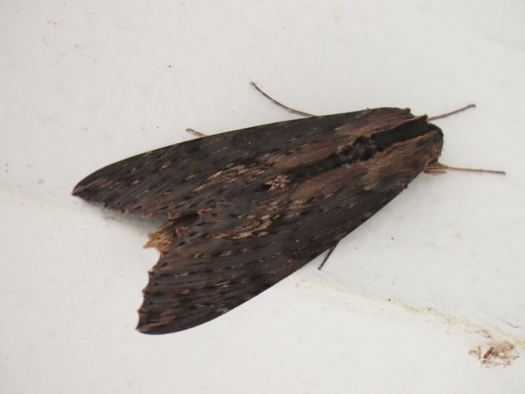 Alope Sphinx from 64VJ+Q7V, Las Lajas, Provincia de Chiriquí, Panamá on ...