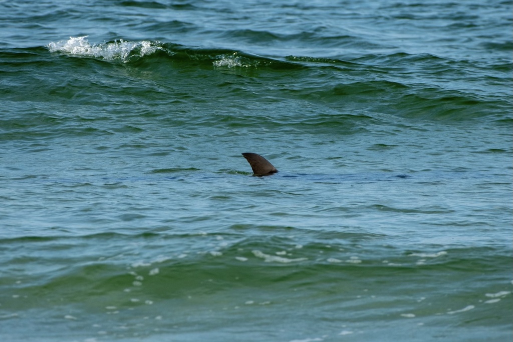 Great Hammerhead in June 2024 by Brian Cammarano. Large shark seen ...