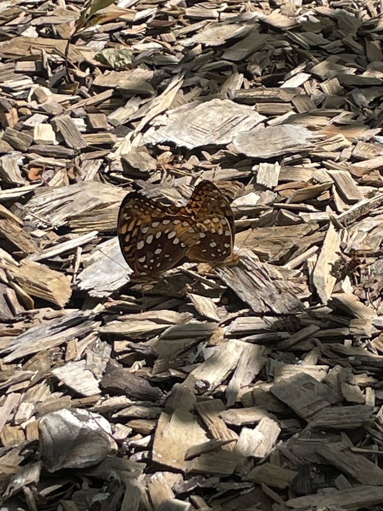Great Spangled Fritillary from Frontier Dr, Staunton, VA, US on June 7 ...
