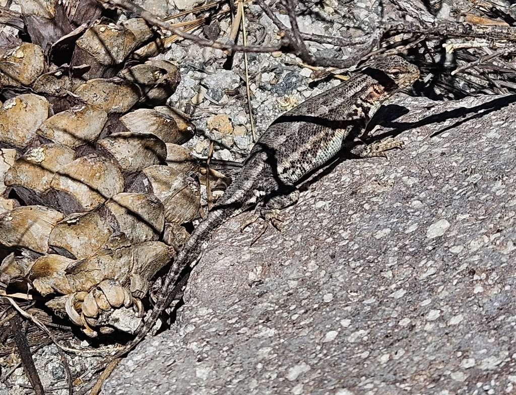 Common Sagebrush Lizard from Shasta County, CA, USA on June 5, 2024 at ...