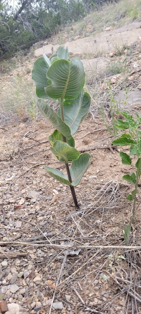 broadleaf milkweed from Tijeras, NM 87059, USA on June 7, 2024 at 04:15 ...