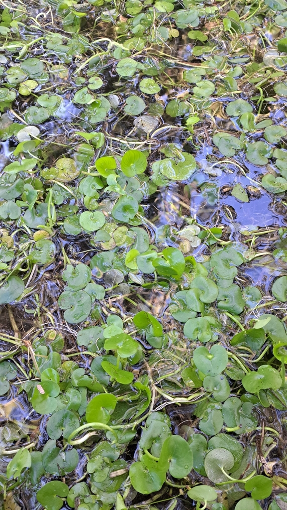 Kidneyleaf mud plantain from Thornlands QLD 4164, Australia on June 8 ...