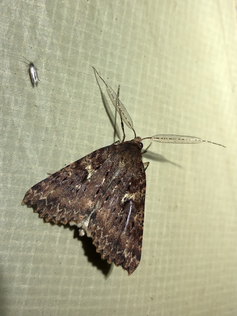 Scotorythra trachyopis in June 2024 by Adrian Burke · iNaturalist