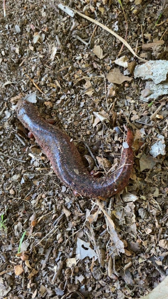 Red Salamander from Northwood Park, Taylorsville, NC, US on June 7 ...