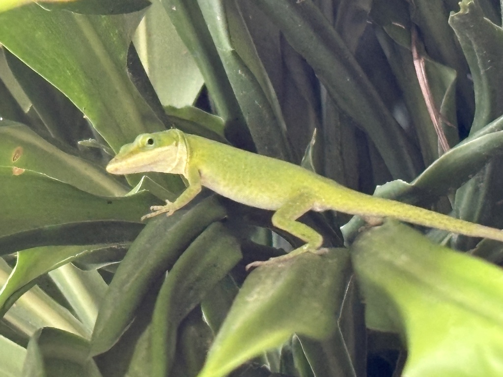 Green Anole from Koror, Palau, PW on June 5, 2024 at 04:02 PM by ...