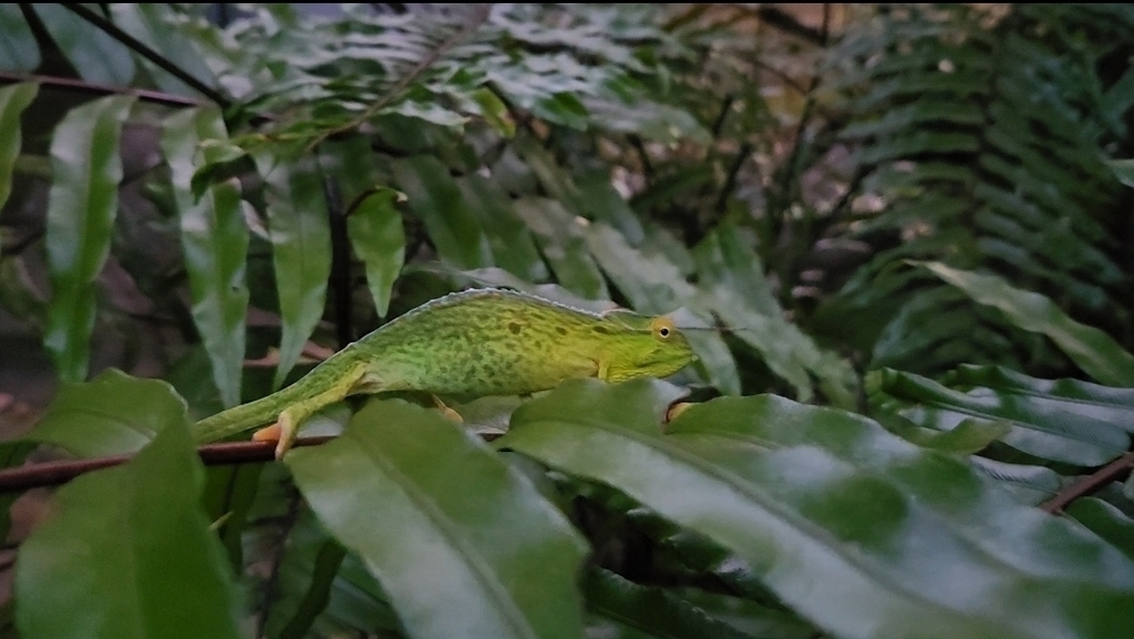 Tiger Chameleon in May 2024 by Joey Latsha-Gamboa · iNaturalist