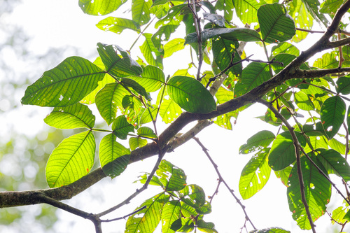 Inga goldmanii · Naturalista Costa Rica