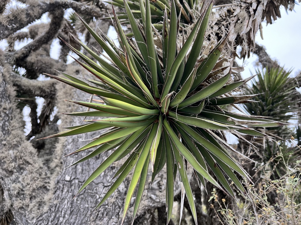 datilillo yucca from Ensenada, B.C., MX on June 7, 2024 at 07:53 PM by ...
