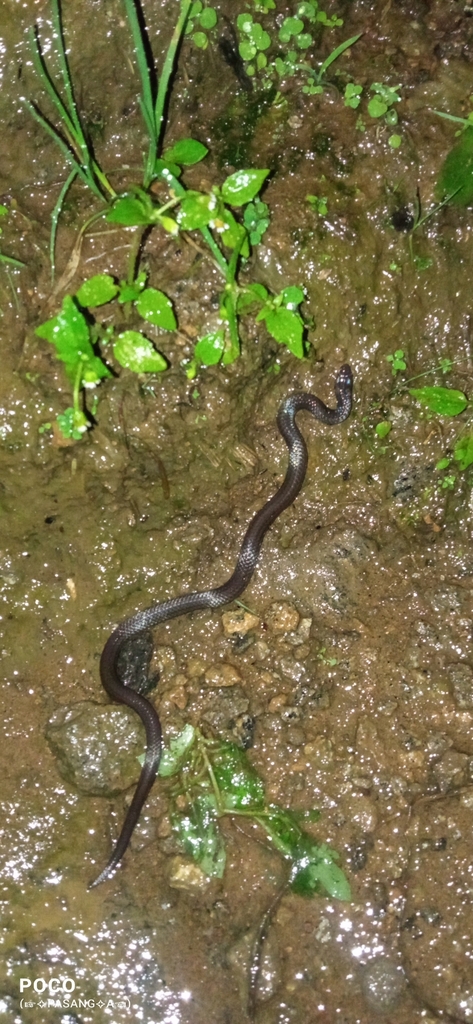 Colubrid Snakes from 43JF+4RC Srikhola Bridge, Srikhola,one of the ...