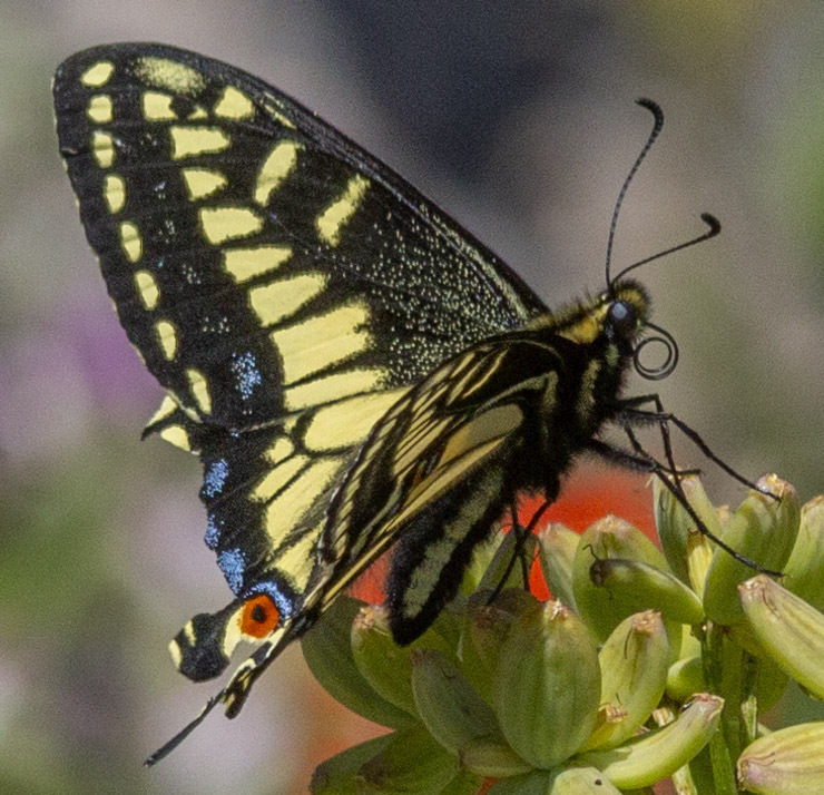 Anise Swallowtail from Jackson County, OR, USA on June 28, 2023 at 12: ...