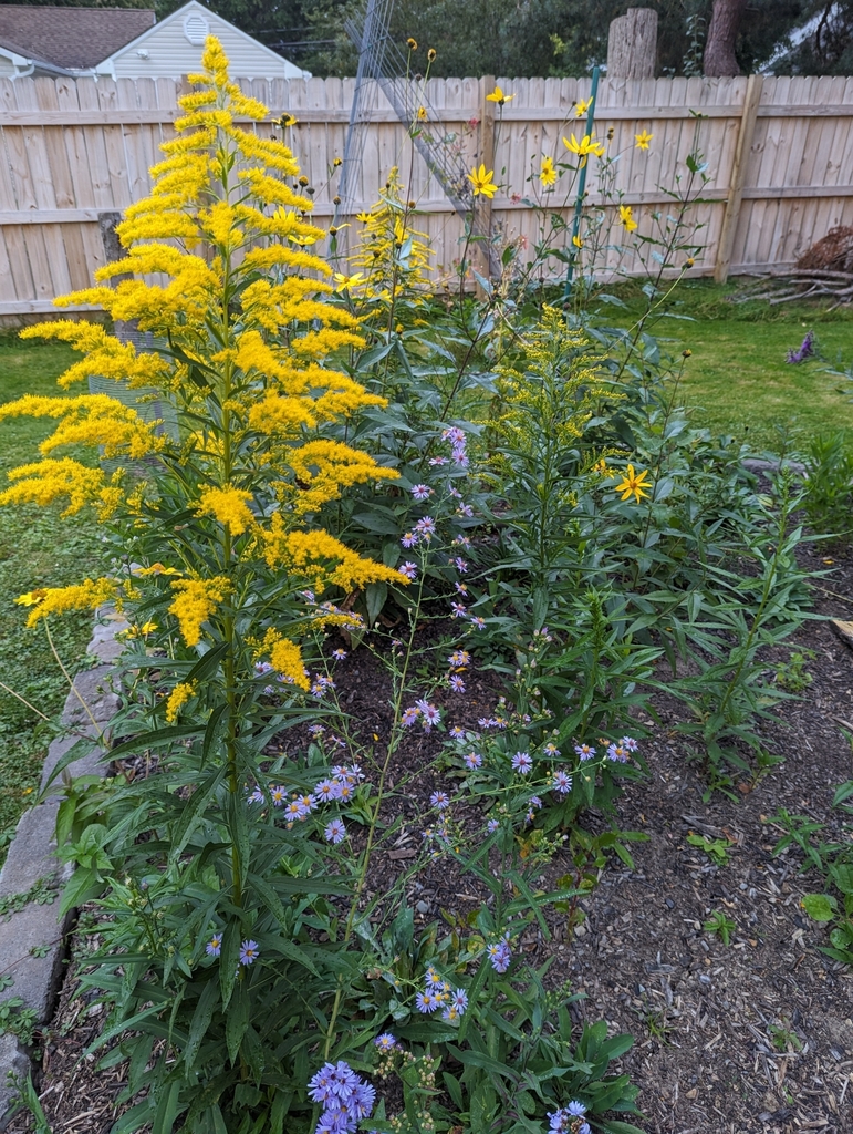 tall goldenrod from Lake View, NY 14085, USA on September 28, 2023 at ...