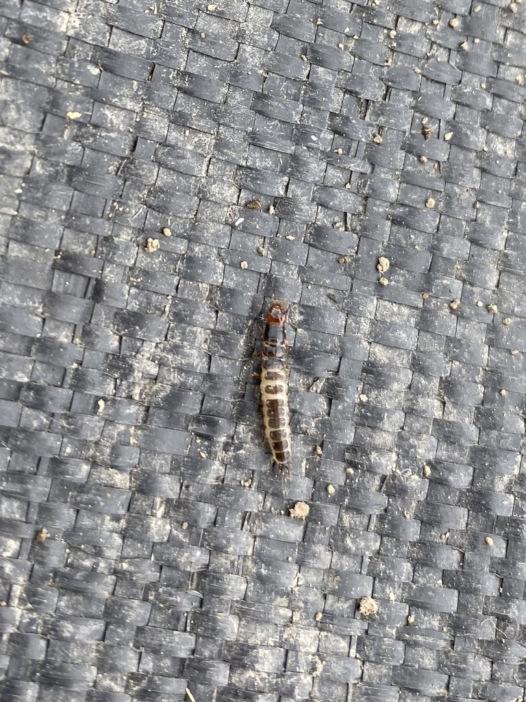 Winged and Once-winged Insects from Oregon State University, Corvallis ...