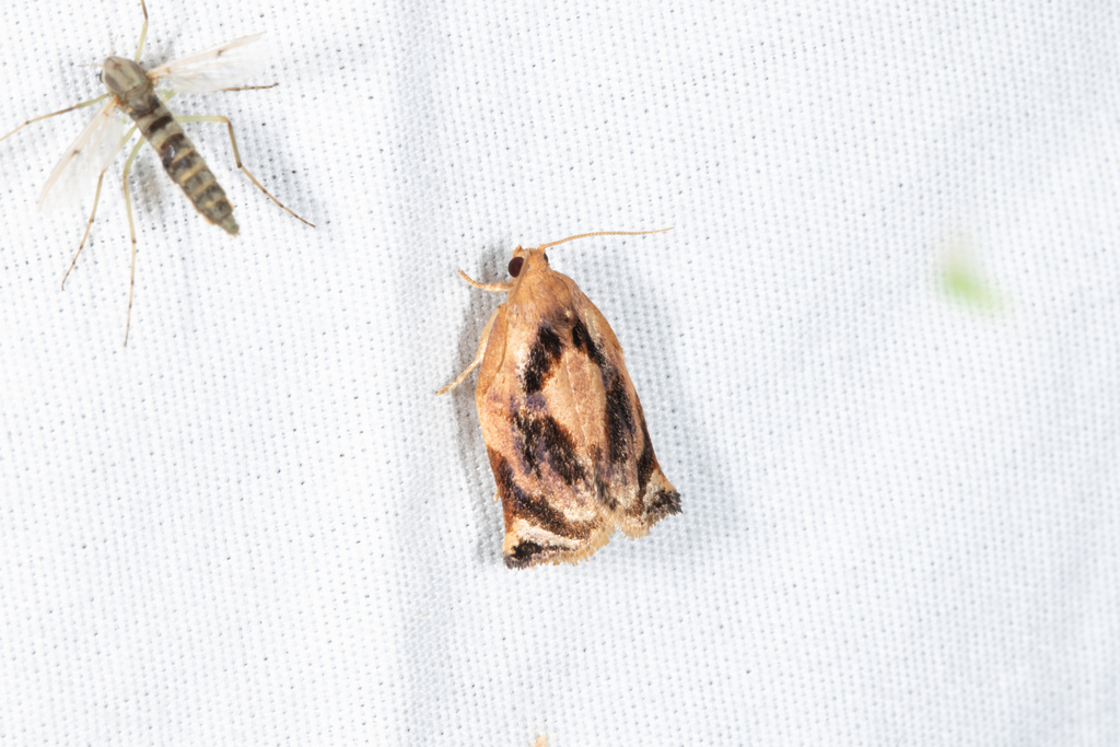 Archips magnoliana from Upper Township, NJ, USA on June 7, 2024 at 11: ...