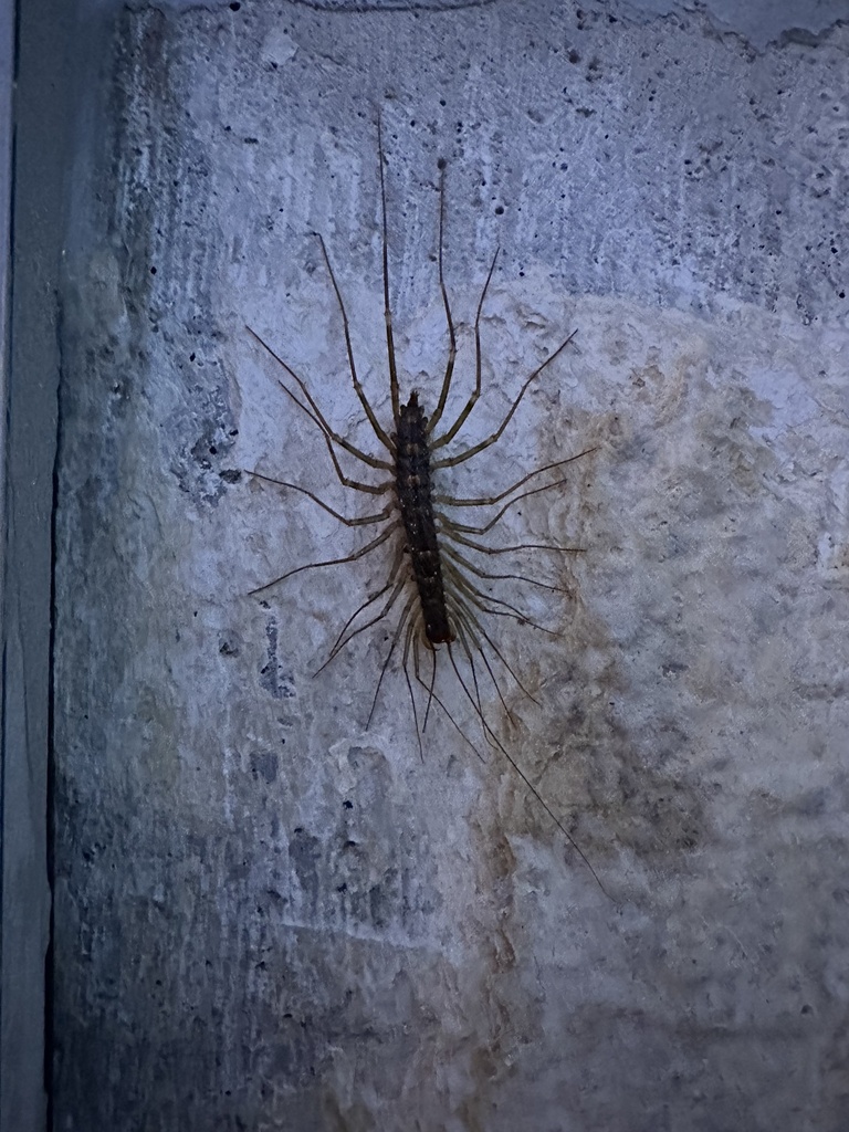 Thereuopoda clunifera from Nada, Kobe, Hyogo, JP on June 8, 2024 at 03: ...