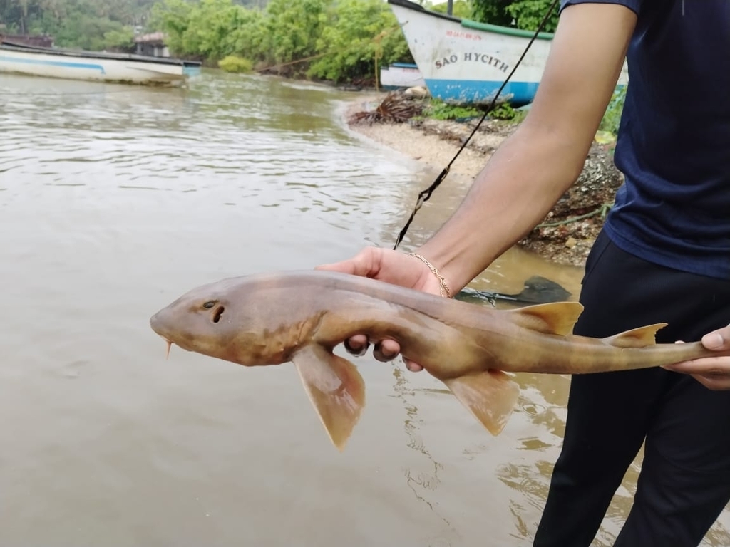 Bamboo Sharks from Pixem dongari karewado, CR26+8JG, Vaddem, Vasco Da ...