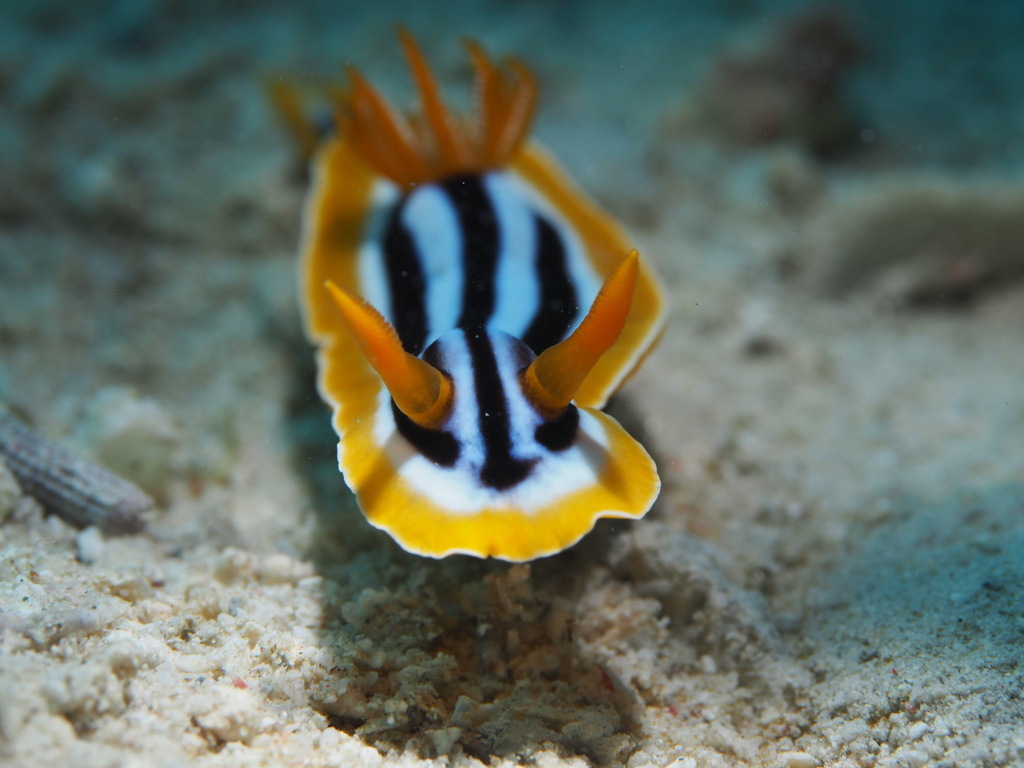 Pyjama Slug from Red Sea, Yanbu, Medina Region, SA on October 20, 2023 ...