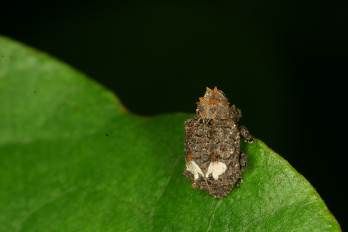 Genus Colobodes · iNaturalist