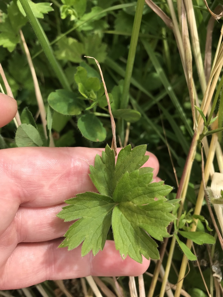 Creeping buttercup from Little Wyndham, Henfield, England, GB on June 8 ...
