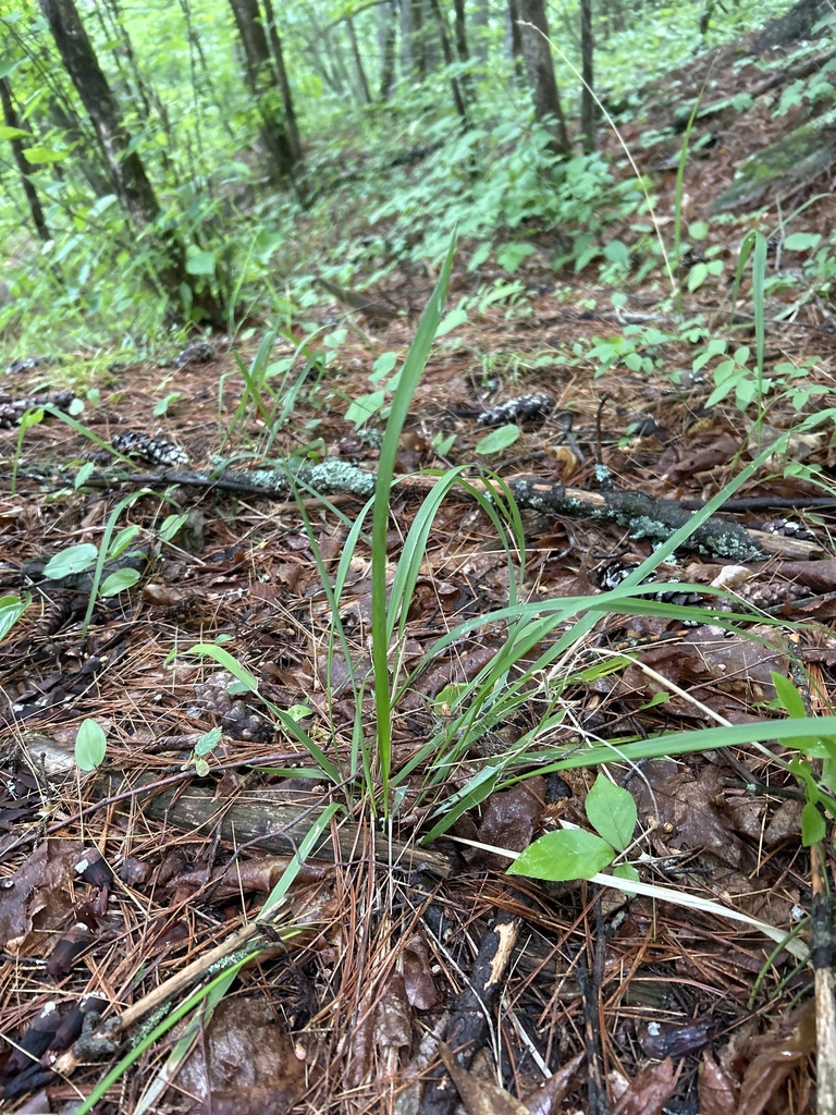 White-grained Mountain-ricegrass from Fitzroy Provincial Park, Ottawa ...