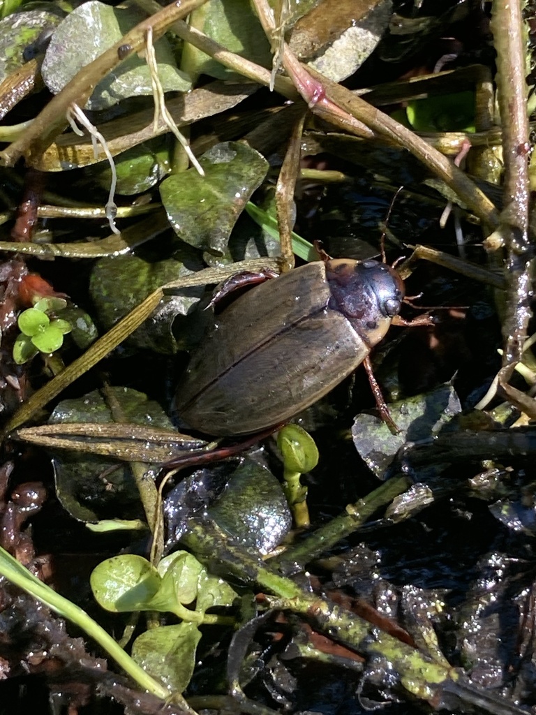 large-grooved diving beetle from Wetteraukreis, DE-HE, DE on June 8 ...
