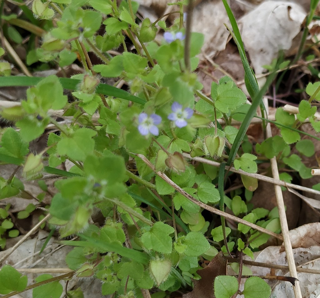 Ivy-leaved Speedwell from Bruce Trail, Lincoln, ON L0R 1B2, Canada on ...