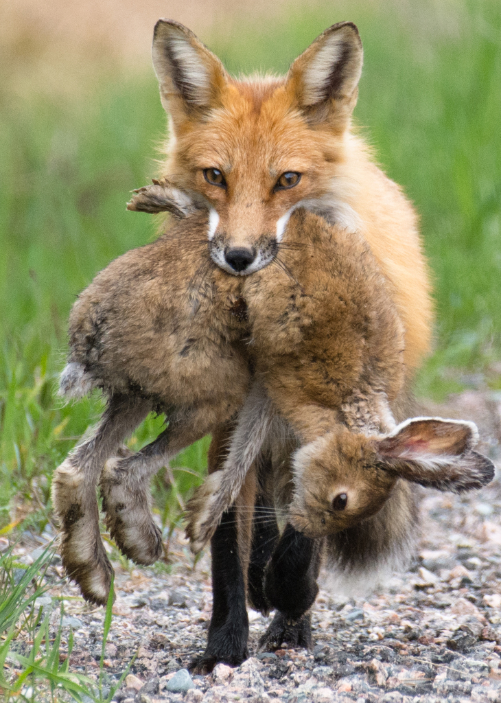 Red Fox from French River, ON, Canada on May 17, 2019 at 10:48 AM by ...