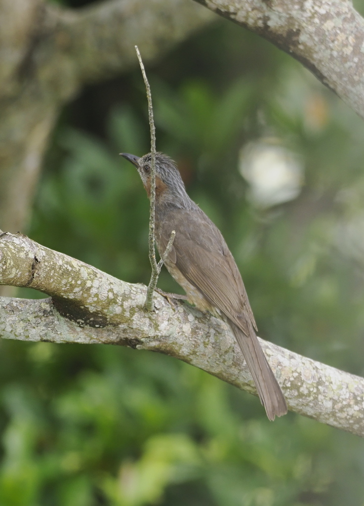 Brown-eared Bulbul in June 2024 by S. Dowell · iNaturalist