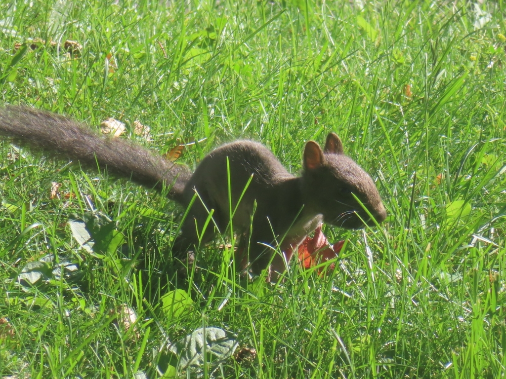 Eastern Gray Squirrel from Port Elgin, ON N0H 2C4, Canada on June 8 ...