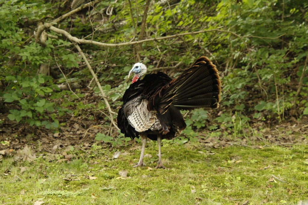 Wild Turkey in June 2024 by Michelle Weaver · iNaturalist