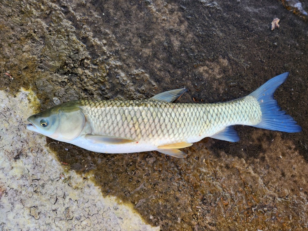 Grass Carp from Arizona Canal, Maricopa County, AZ, USA on May 9, 2024 ...