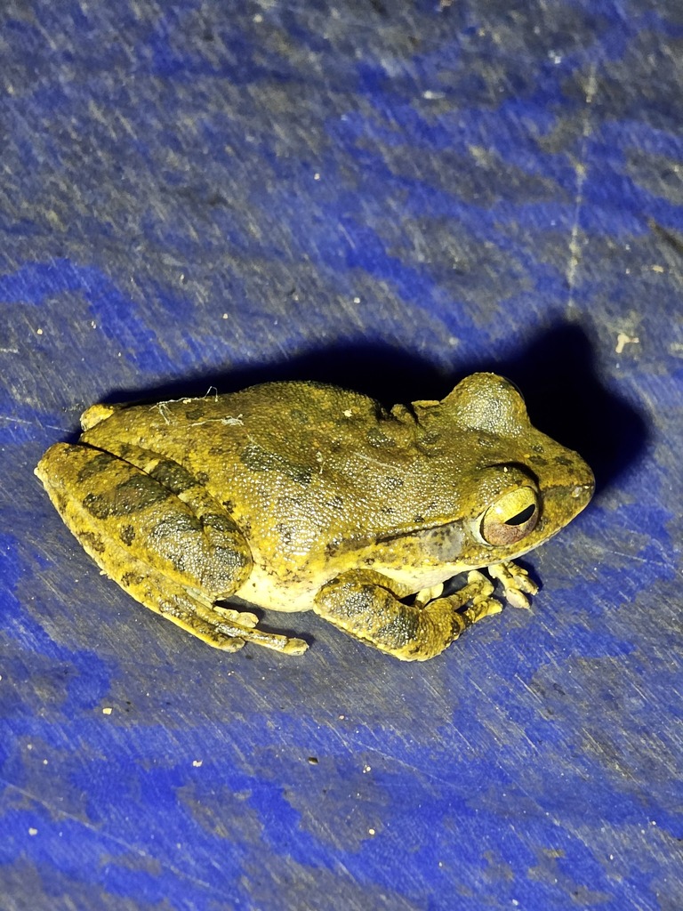 Taiwan Whipping Frog from 中国浙江省杭州市西湖区桃源岭1号杭州植物园 邮政编码: 310058 on June 8 ...