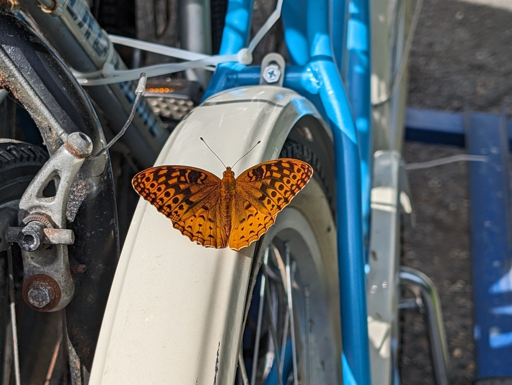 Great Spangled Fritillary from Augusta County, US-VA, US on June 8 ...