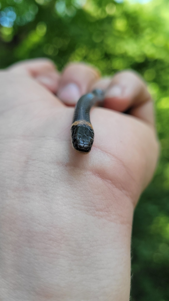 Northern Ringneck Snake from Simon, WV 24882, USA on June 4, 2024 at 04 ...