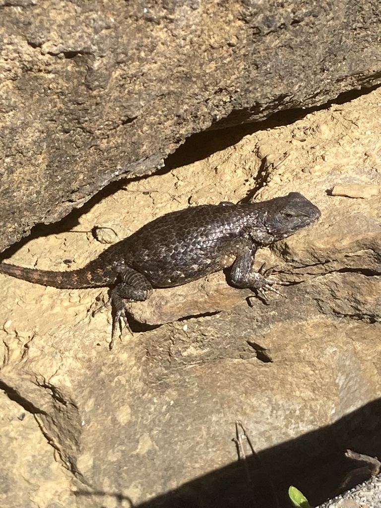 Eastern Fence Lizard from Waggoner Riffle Rd, West Union, OH, US on ...