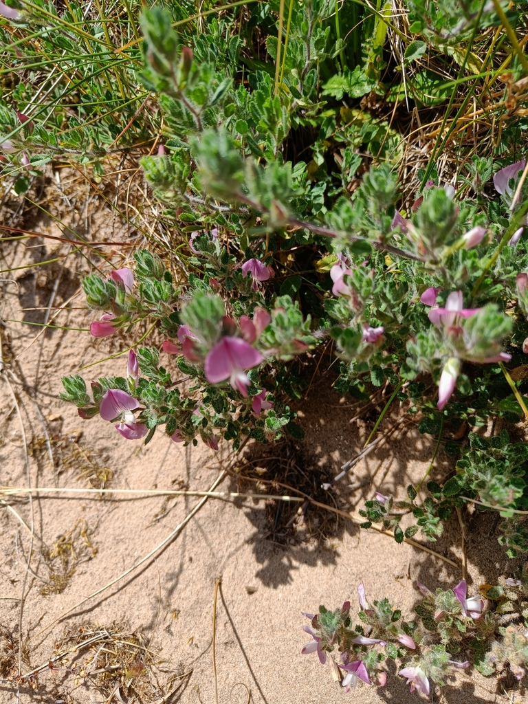 Spiny restharrow from Southport PR8 2PZ, UK on June 8, 2024 at 02:15 PM ...