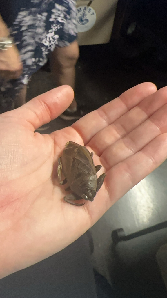 American Giant Water Bug from Bristol County, US-MA, US on June 7, 2024 ...