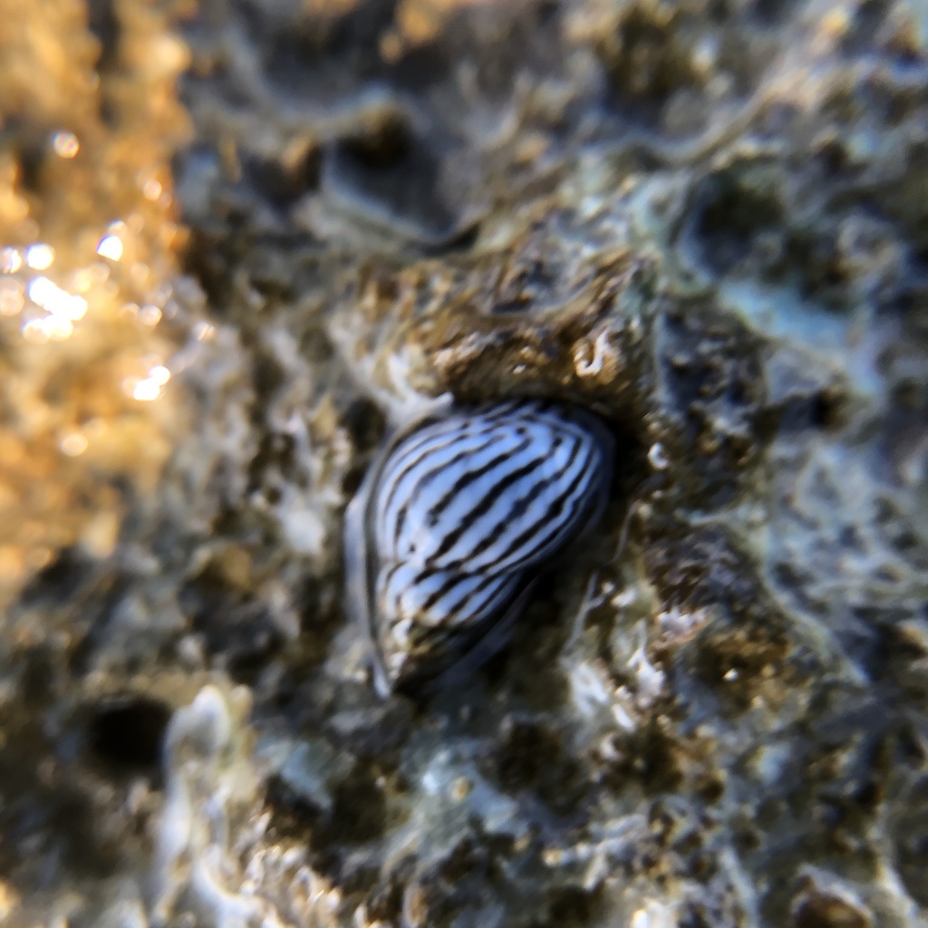 Zebra Periwinkle from MX on June 8, 2024 at 08:01 AM by Samantha Knight ...