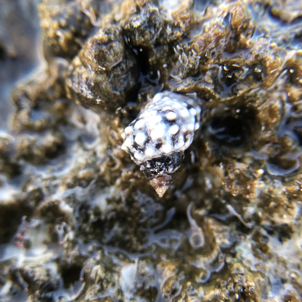 Beaded Periwinkle from MX on June 8, 2024 at 08:00 AM by Samantha ...