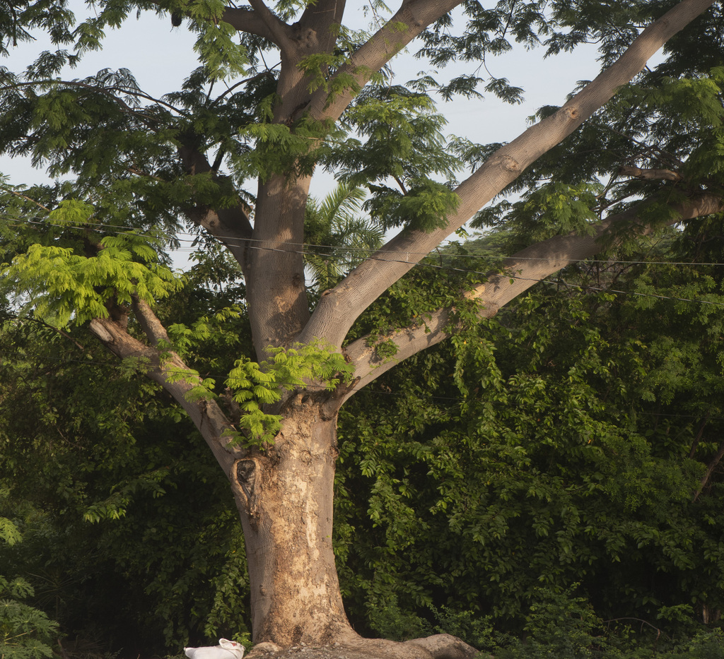elephant ear tree from La Crucecita, Oaxaca, Mexico on January 3, 2014 ...