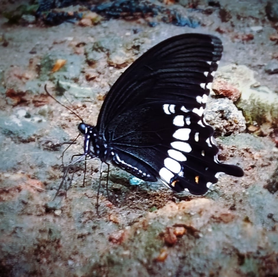 Common Mormon Swallowtail from VETTUKAD on June 8, 2024 at 08:45 PM by ...