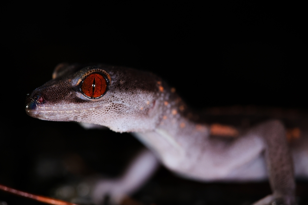 Kuroiwa's Ground Gecko in June 2024 by Chris Lynch · iNaturalist