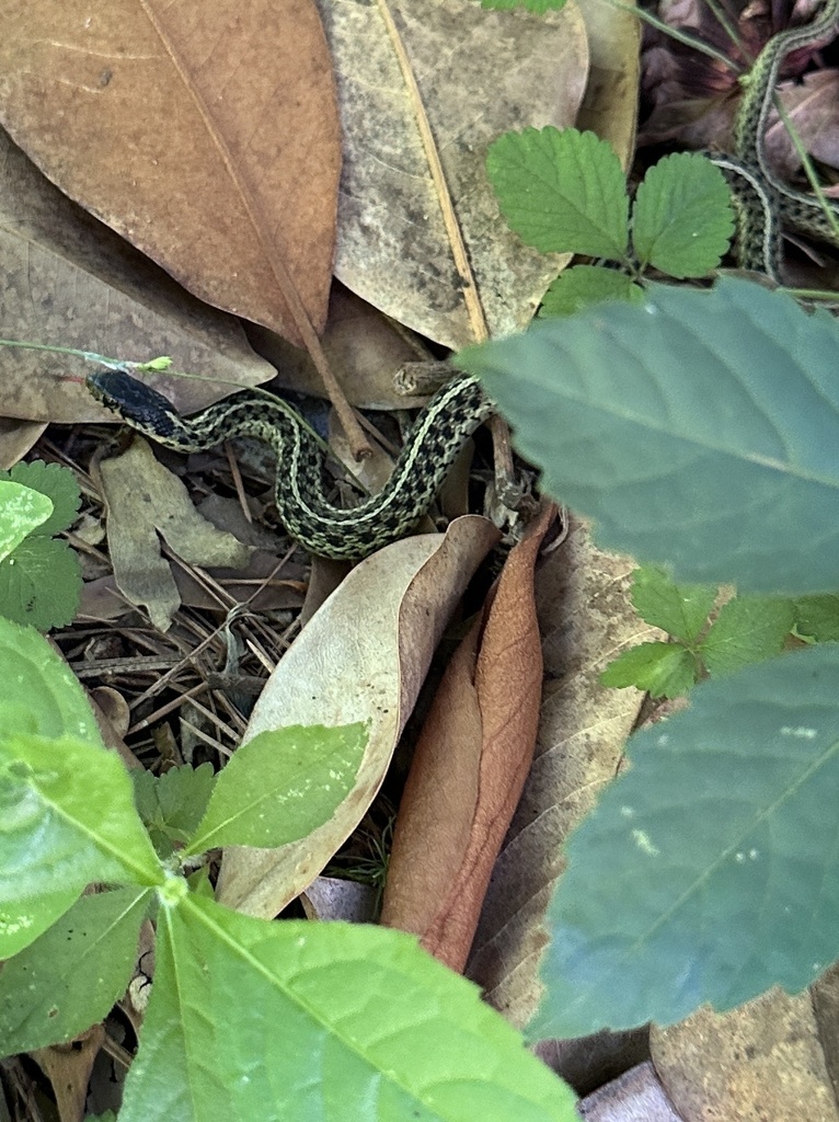 Common Garter Snake from Wellstone Cir, Apex, NC, US on June 8, 2024 at ...
