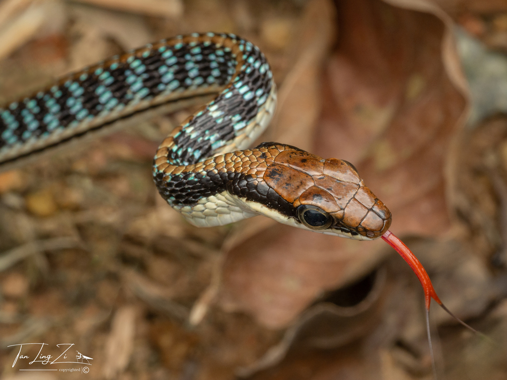 Painted Bronzeback from Sepang, Selangor, Malaysia on June 9, 2024 at ...