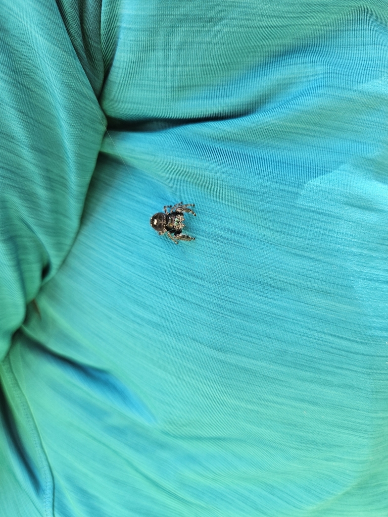 Bold Jumping Spider from Franklin, PA 16323, USA on June 8, 2024 at 01: ...