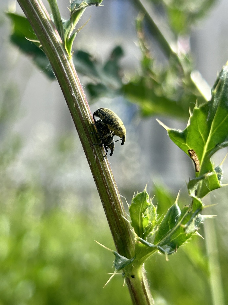 Canada Thistle Bud Weevil from Field Museum, Chicago, IL, US on June 7 ...