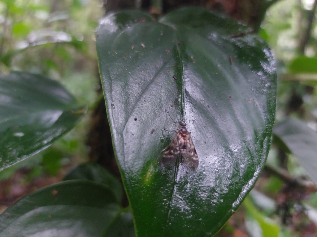 Flies from Brisas, Provincia de Alajuela, Zarcero, Costa Rica on June 8 ...