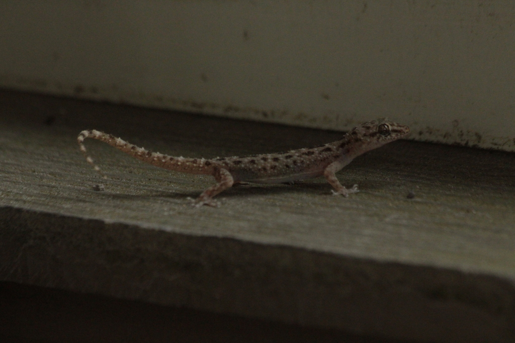 Spotted House Gecko in June 2024 by Jack Hutchison · iNaturalist