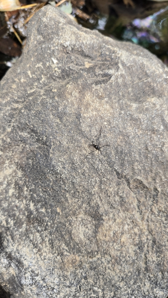 Water Striders from Woodland Park, NJ, USA on June 8, 2024 at 02:58 PM ...