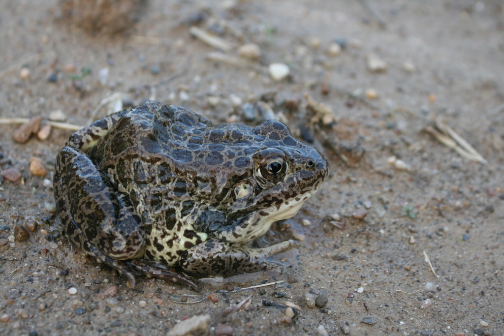 Crawfish Frog from Balowe Church Road, Johnson county, Illinois U.S.A ...