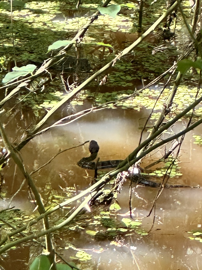Northern Cottonmouth from Jefferson, TX, US on June 8, 2024 at 11:12 AM ...